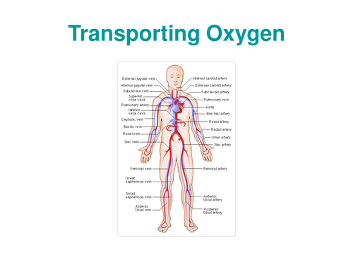 Transporting Oxygen PowerPoint | Teaching Resources