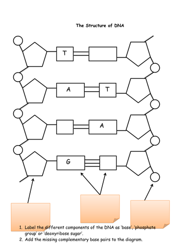 Structure of DNA | Teaching Resources