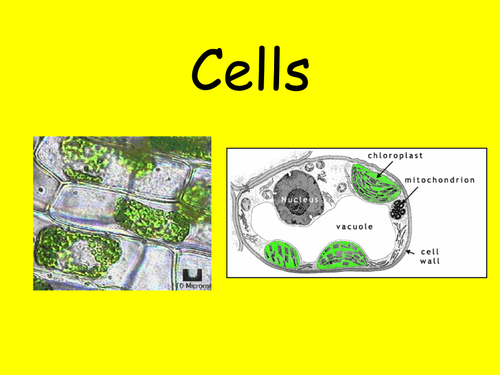 Cells 1 -Using a microscope | Teaching Resources