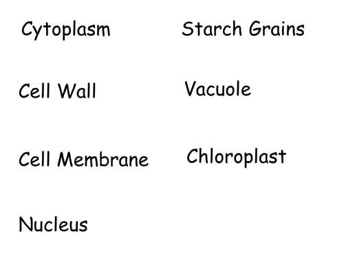 Cells 3 - Plant cells | Teaching Resources