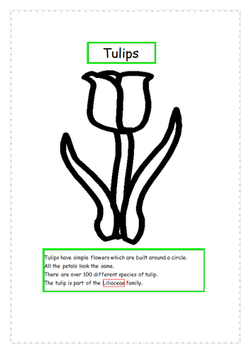 Tulips | Teaching Resources