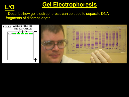 Gel Electrophoresis | Teaching Resources