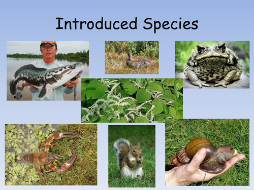 Introduced Species and Biological Control | Teaching Resources