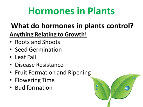 How is plant growth controlled? (Plant Hormones) | Teaching Resources