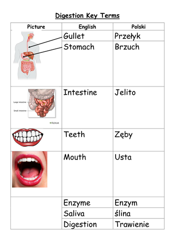Year 8 Introduction to Digestion (Full Lesson) | Teaching Resources