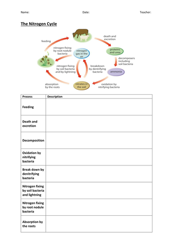 Nitrogen Cycle | Teaching Resources
