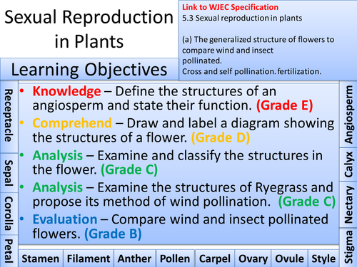 Sexual Reproduction in Plants | Teaching Resources
