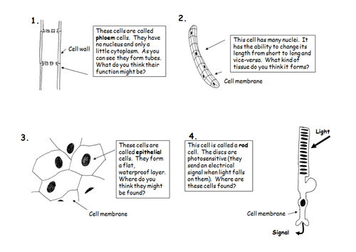 Specialized Cells | Teaching Resources