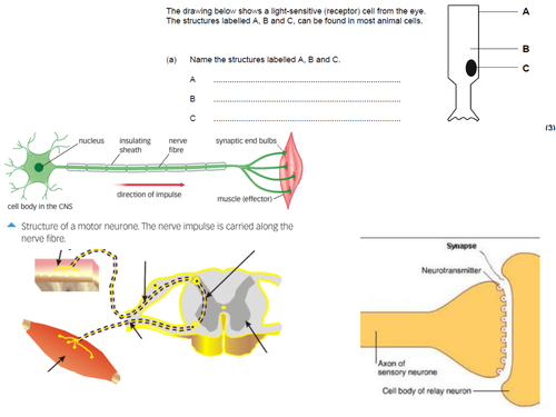 AQA Biology Part 1 | Teaching Resources