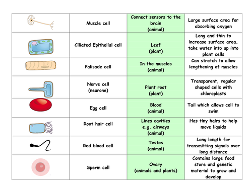 Cells - characteristics of life | Teaching Resources