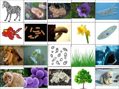 Classification (B1 edexcel) | Teaching Resources