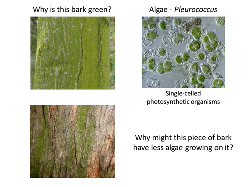 Investigating the Distribution of Pleurococcus | Teaching Resources