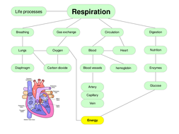 Respiration Mindmap and Dictionary | Teaching Resources