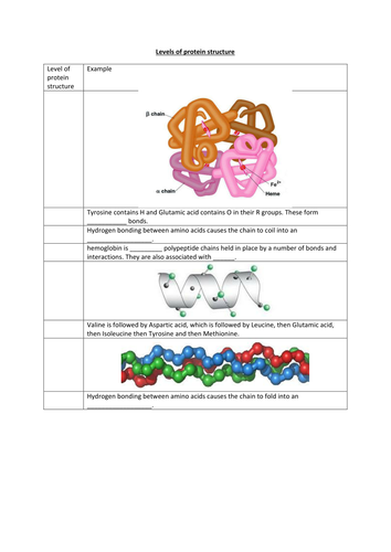 Levels of protein structure | Teaching Resources