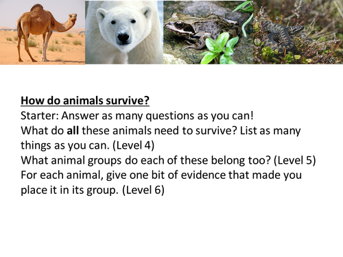 Adaptation survival game | Teaching Resources