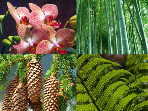 Plant Classification and Habitats | Teaching Resources