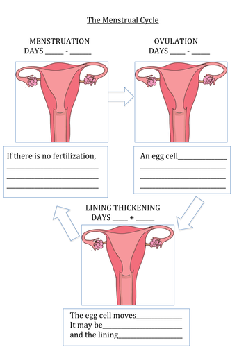 Menstrual Cycle Worksheet | Teaching Resources