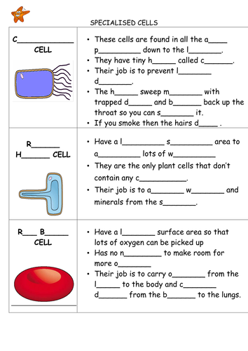 Specialized Cells ppt and differentiated activity | Teaching Resources