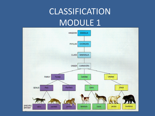 EDEXCEL P1 Classification | Teaching Resources