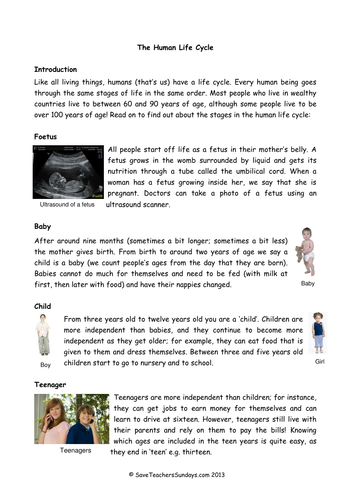 Human Life Cycle / Human Stages of Development | Teaching Resources