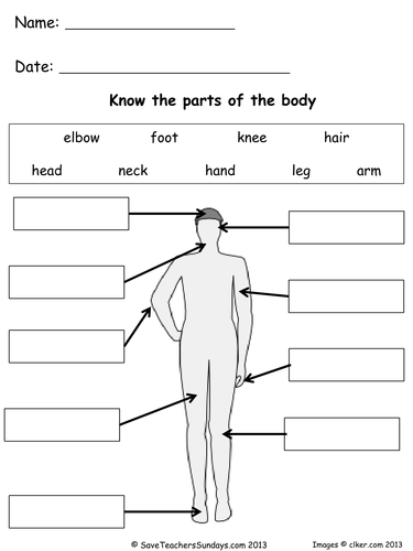 Parts of the Body lesson plan and worksheets | Teaching Resources