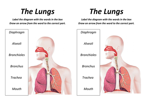 Lungs Lesson with worksheet | Teaching Resources