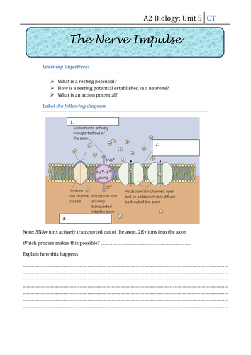 Biology Revision 5 | Teaching Resources