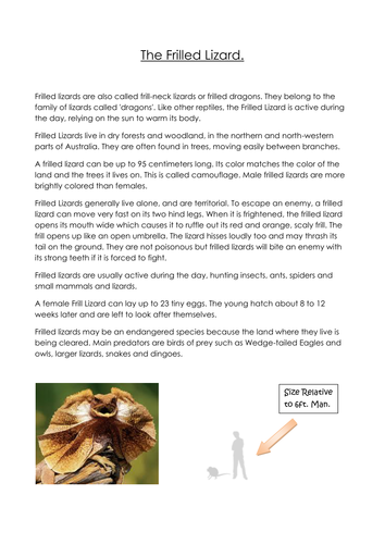 Lizards | Teaching Resources