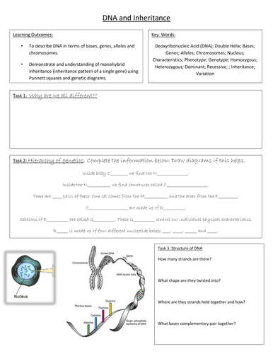 Genes, inheritance and punnett squares | Teaching Resources