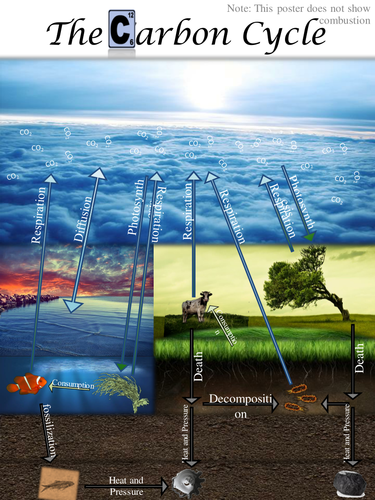 Carbon Cycle Poster / Revision Aid | Teaching Resources