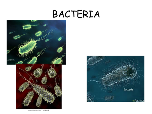 Introduction to bacteria, viruses and fungi | Teaching Resources