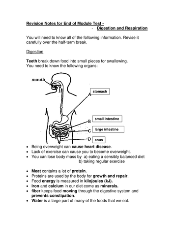 digestion and respiration revision sheet | Teaching Resources