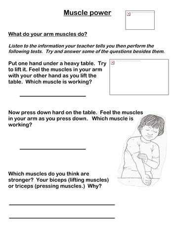 Muscles | Teaching Resources