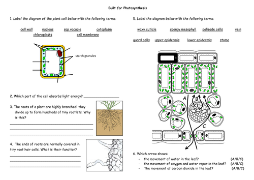 How do plants make food? | Teaching Resources
